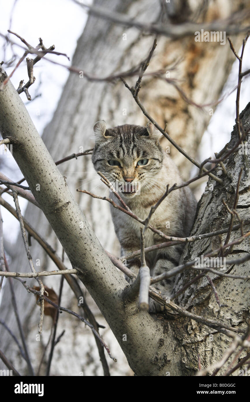 Cat In Tree Stock Photo - Alamy