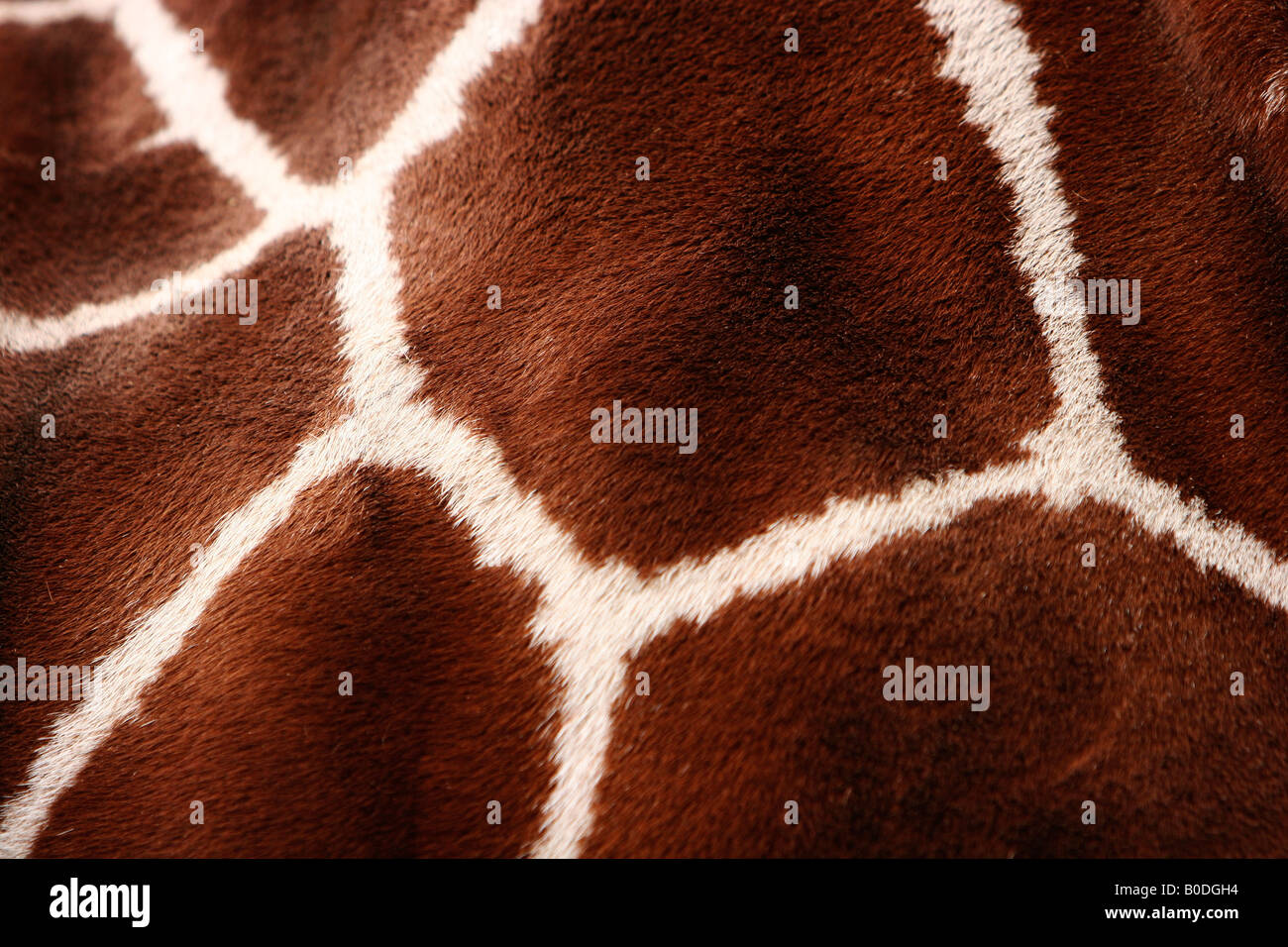Pattern giraffes fur hi-res stock photography and images - Alamy