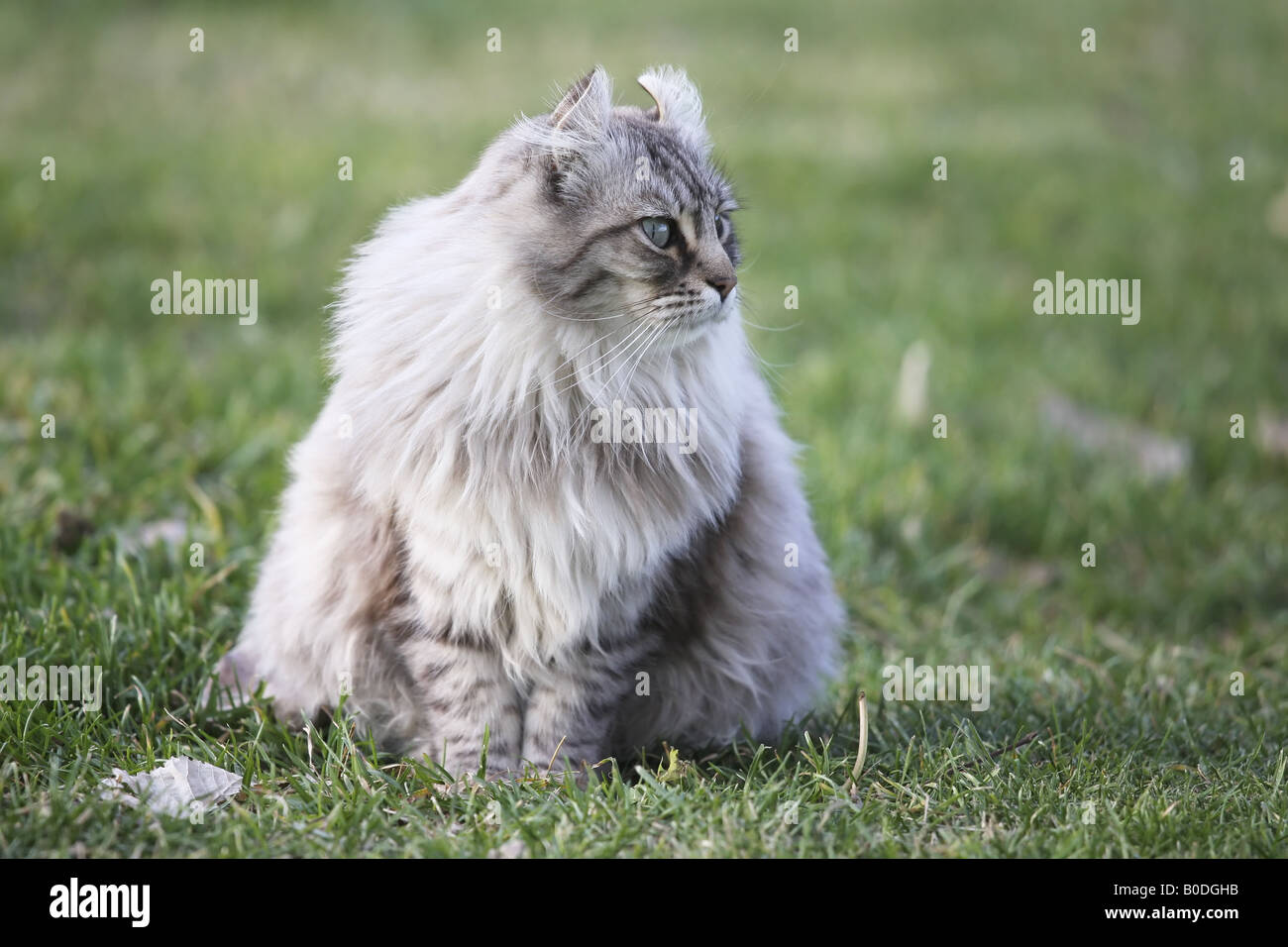 Longhair Highlander Cat in Grass Stock Photo - Alamy