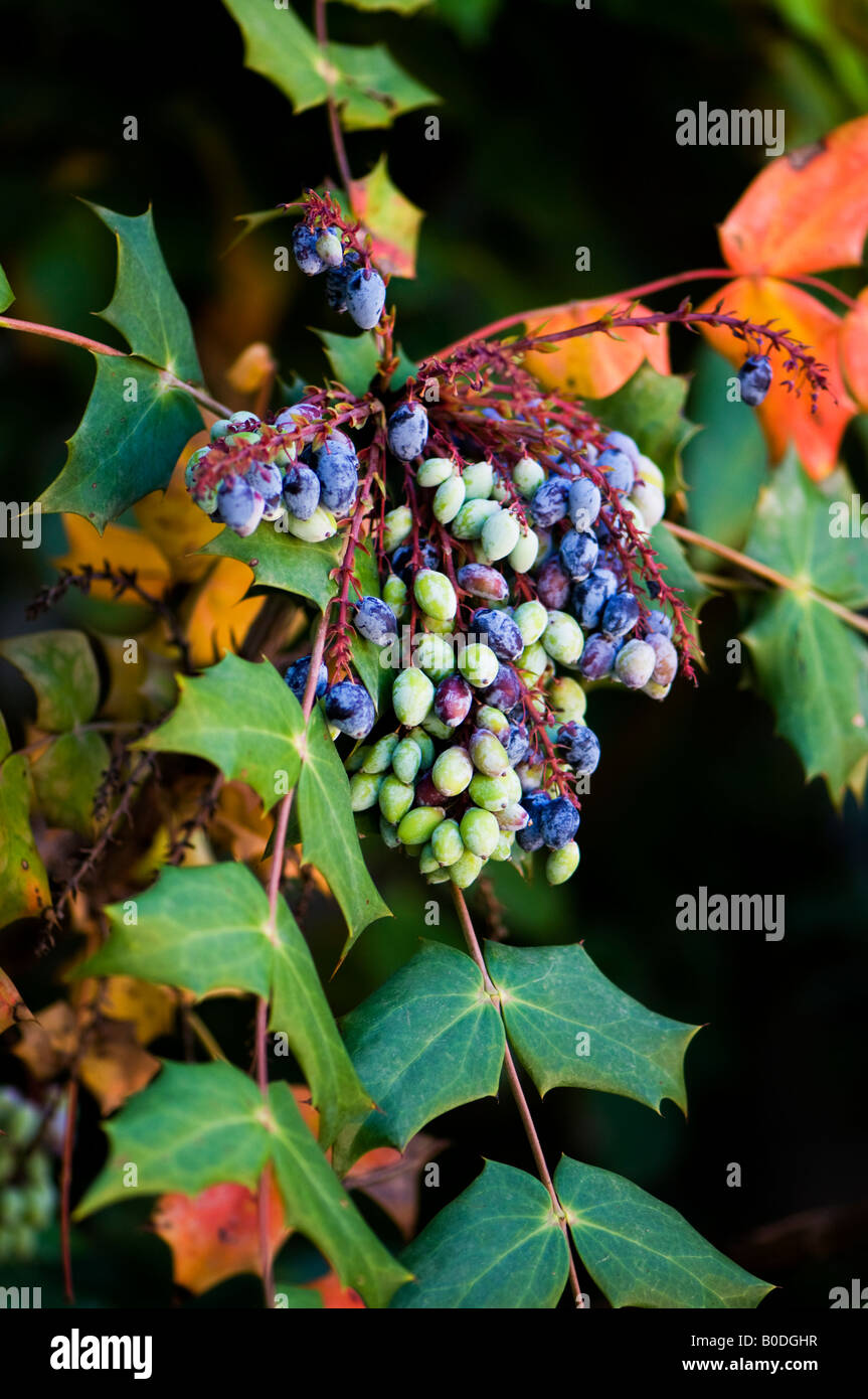 A variety of Oregon grape shrub, Mahonia aquifolium. An ornamental ...