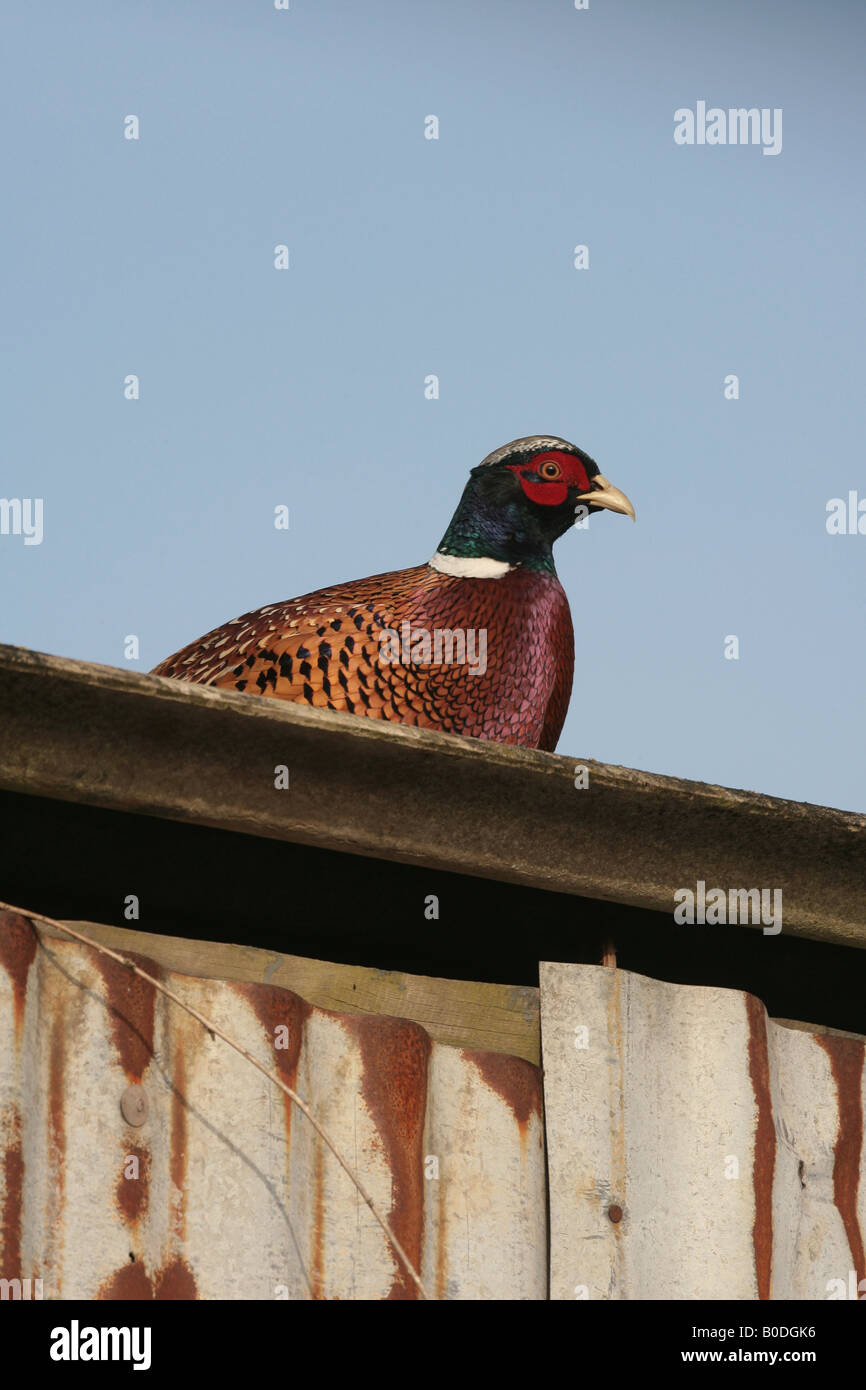 Pheasant sitting on a tin roof of a farm building Stock Photo - Alamy