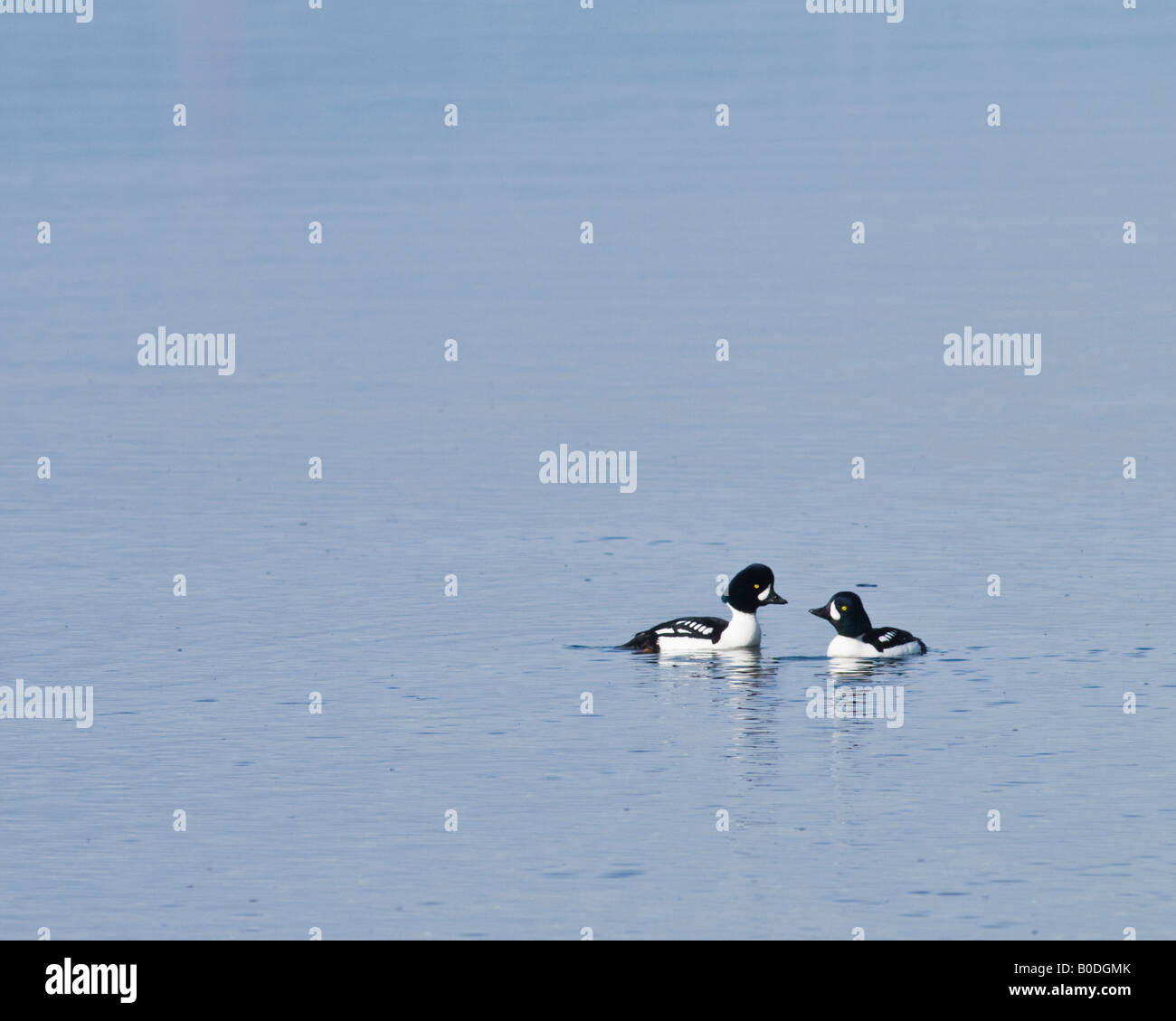 A pair of Barrow's Goldeneye (Bucephala islandica Stock Photo - Alamy