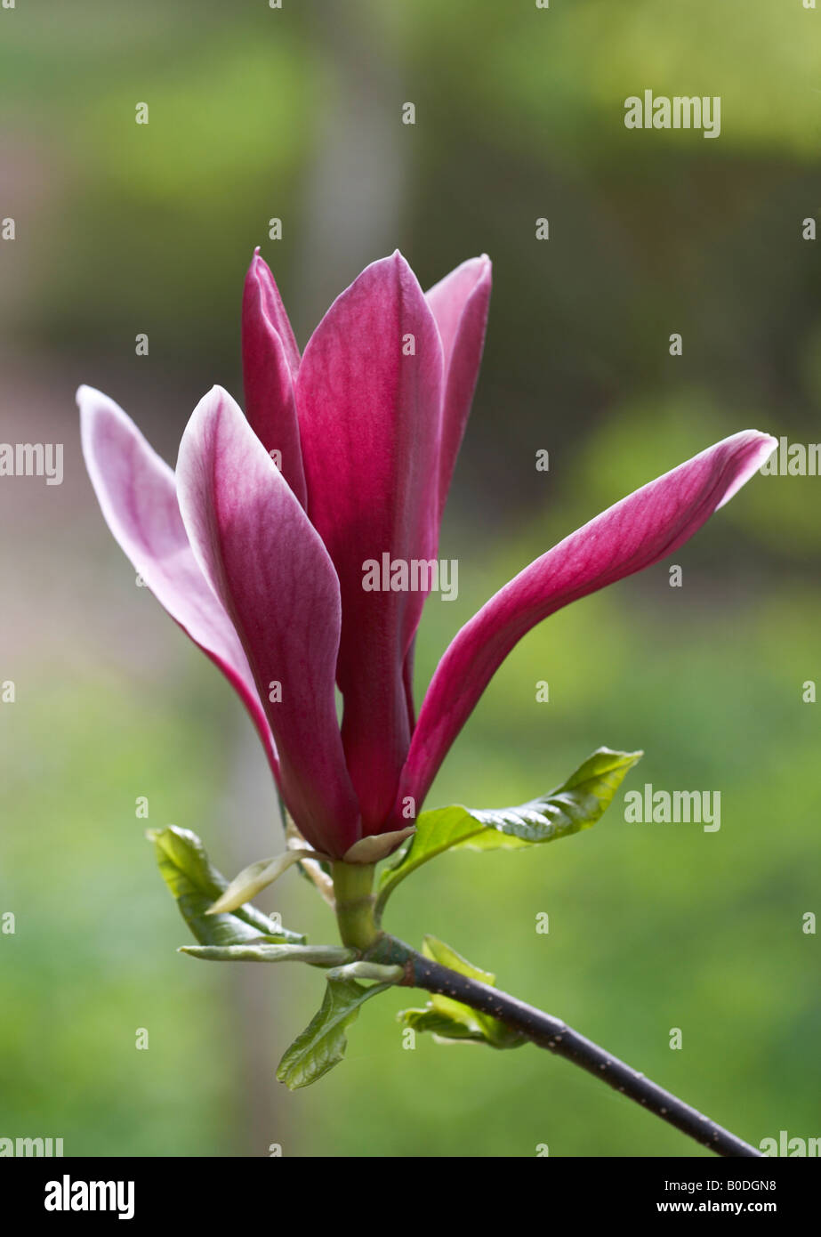 Liliflora Stock Photos & Liliflora Stock Images - Alamy
