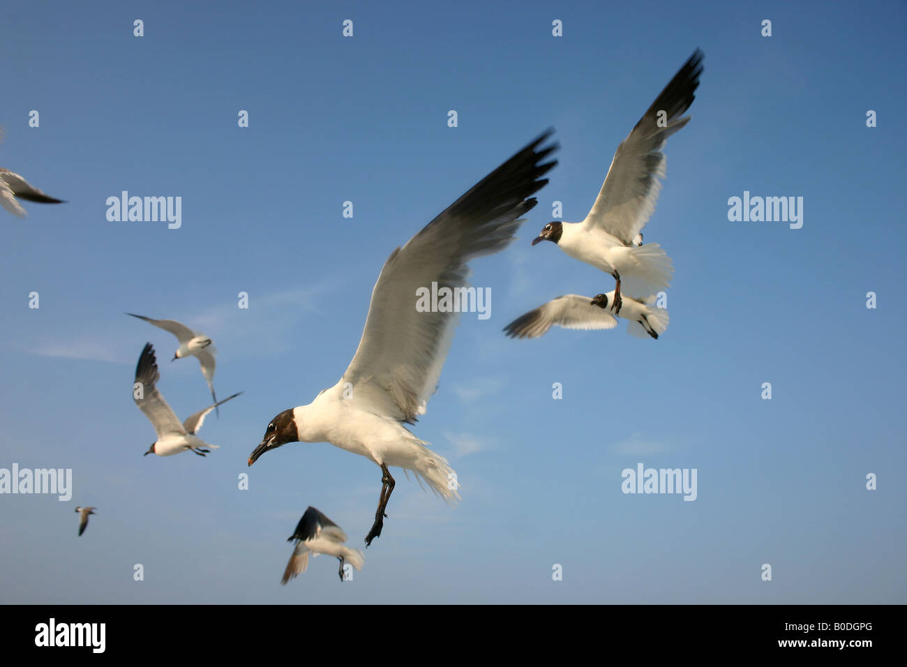 Florida gulls in flight hi-res stock photography and images - Alamy