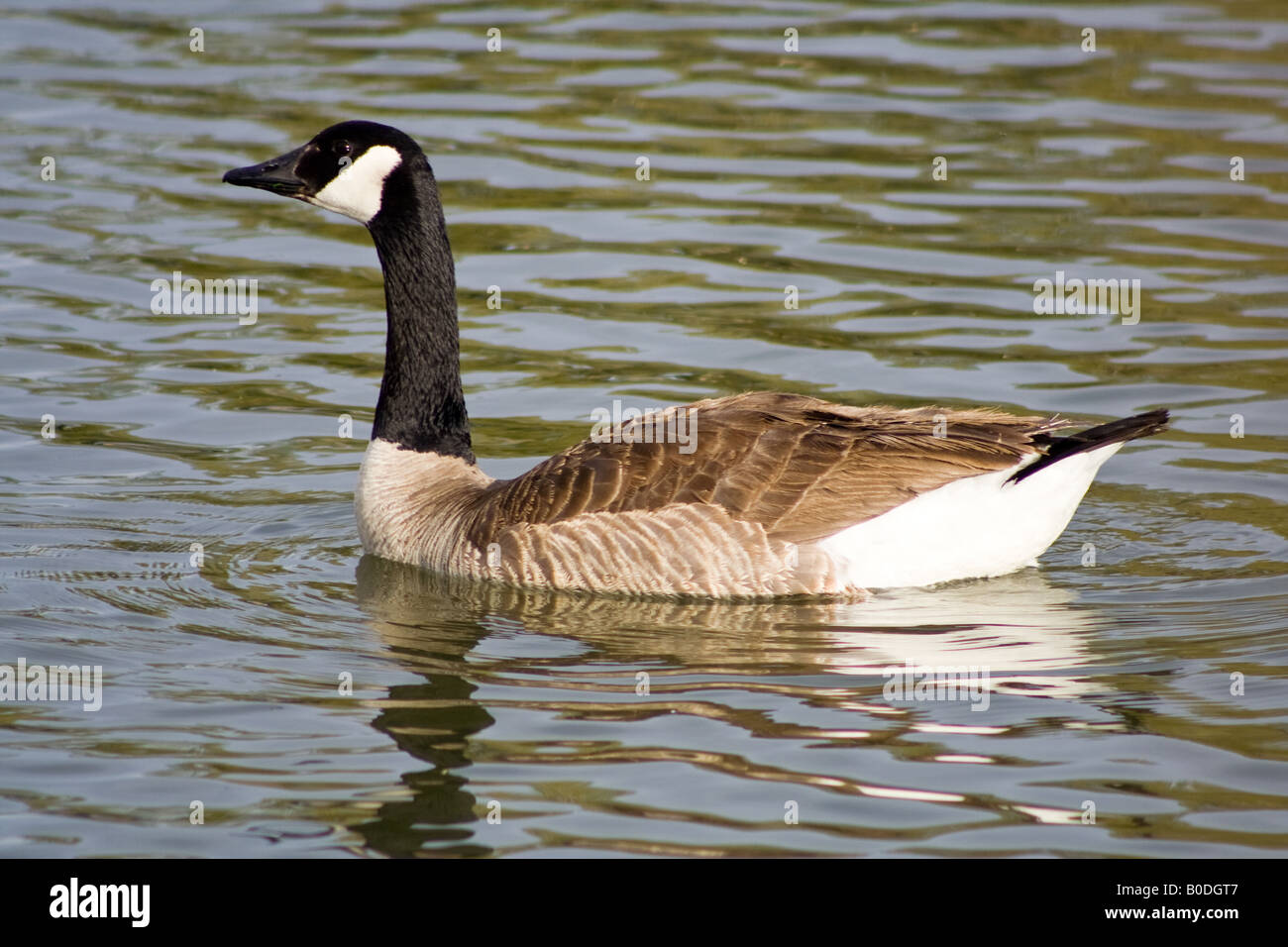 Canadian goose swim in lake Stock Photo - Alamy