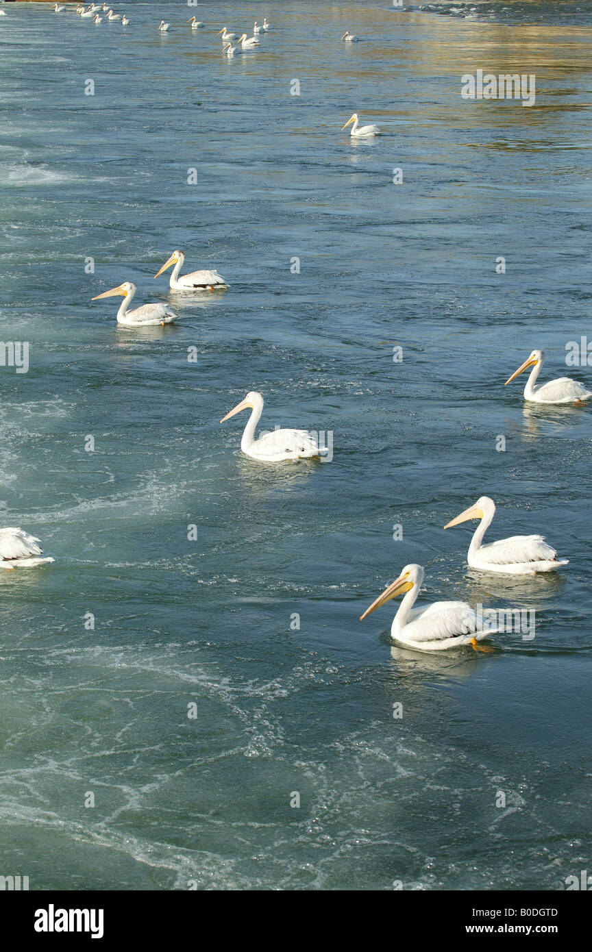 Flock of pelicans in a river, Bow River, Calgary, Alberta, Canada Stock ...