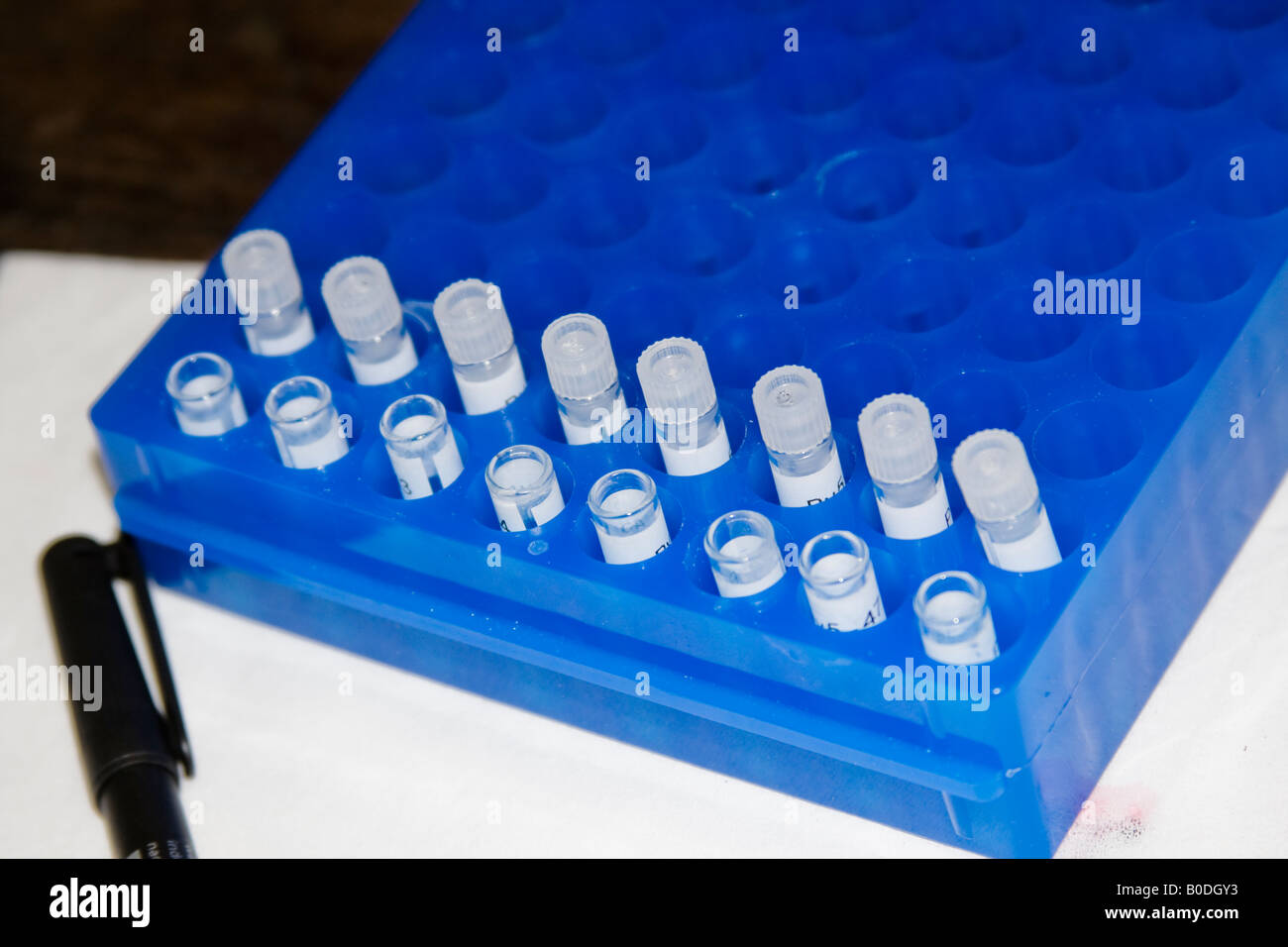 Test tube vials in blue rack Stock Photo - Alamy