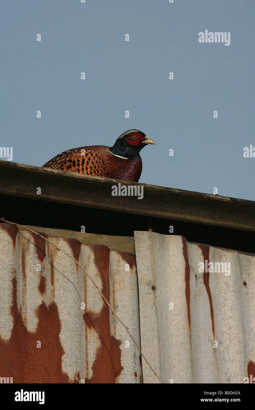 Pheasant sitting on a tin roof of a farm building Stock Photo - Alamy