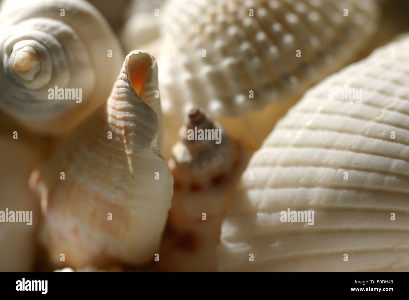 sea shells closeup Stock Photo - Alamy