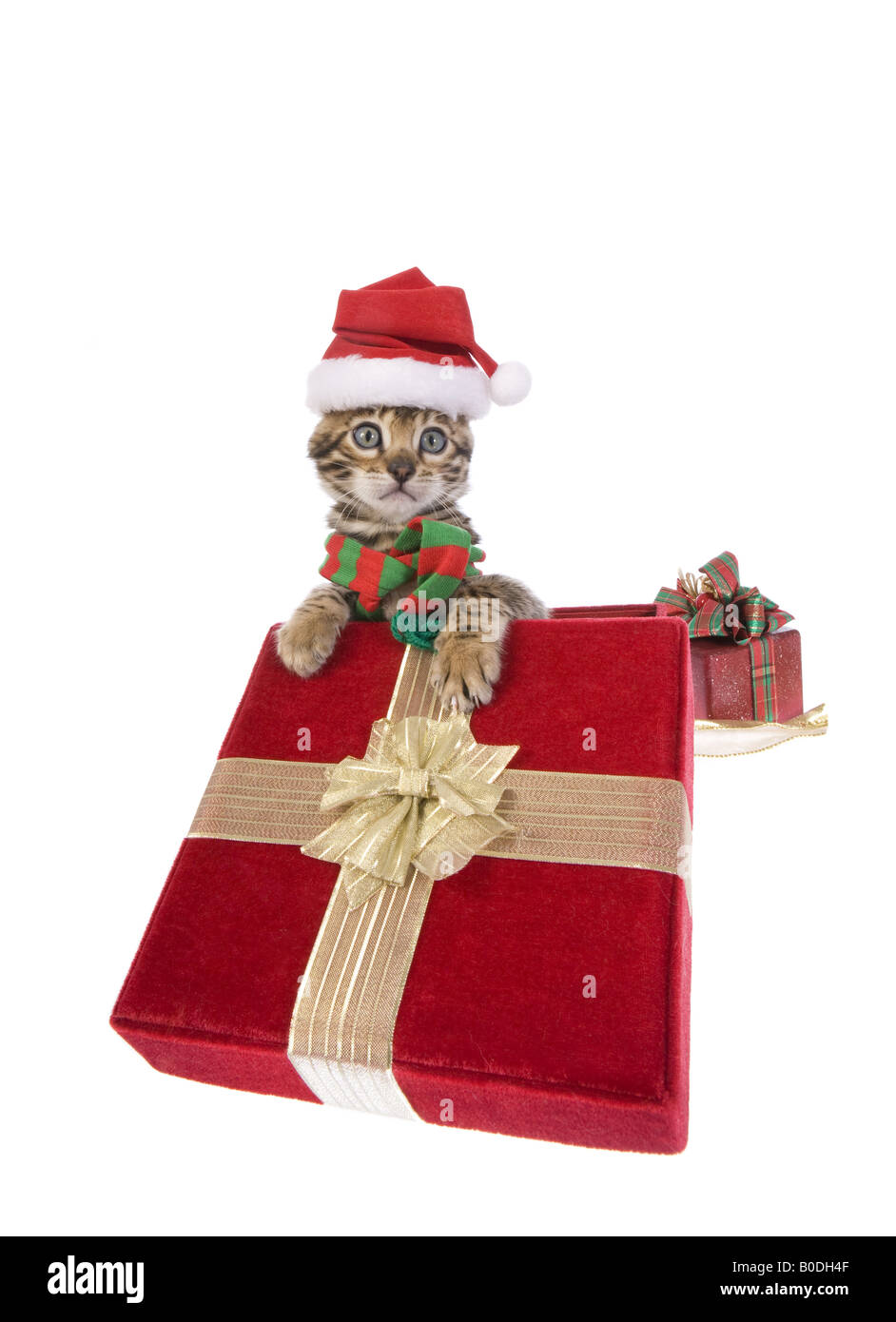 Cute red bengal cat Cut Out Stock Images & Pictures - Alamy