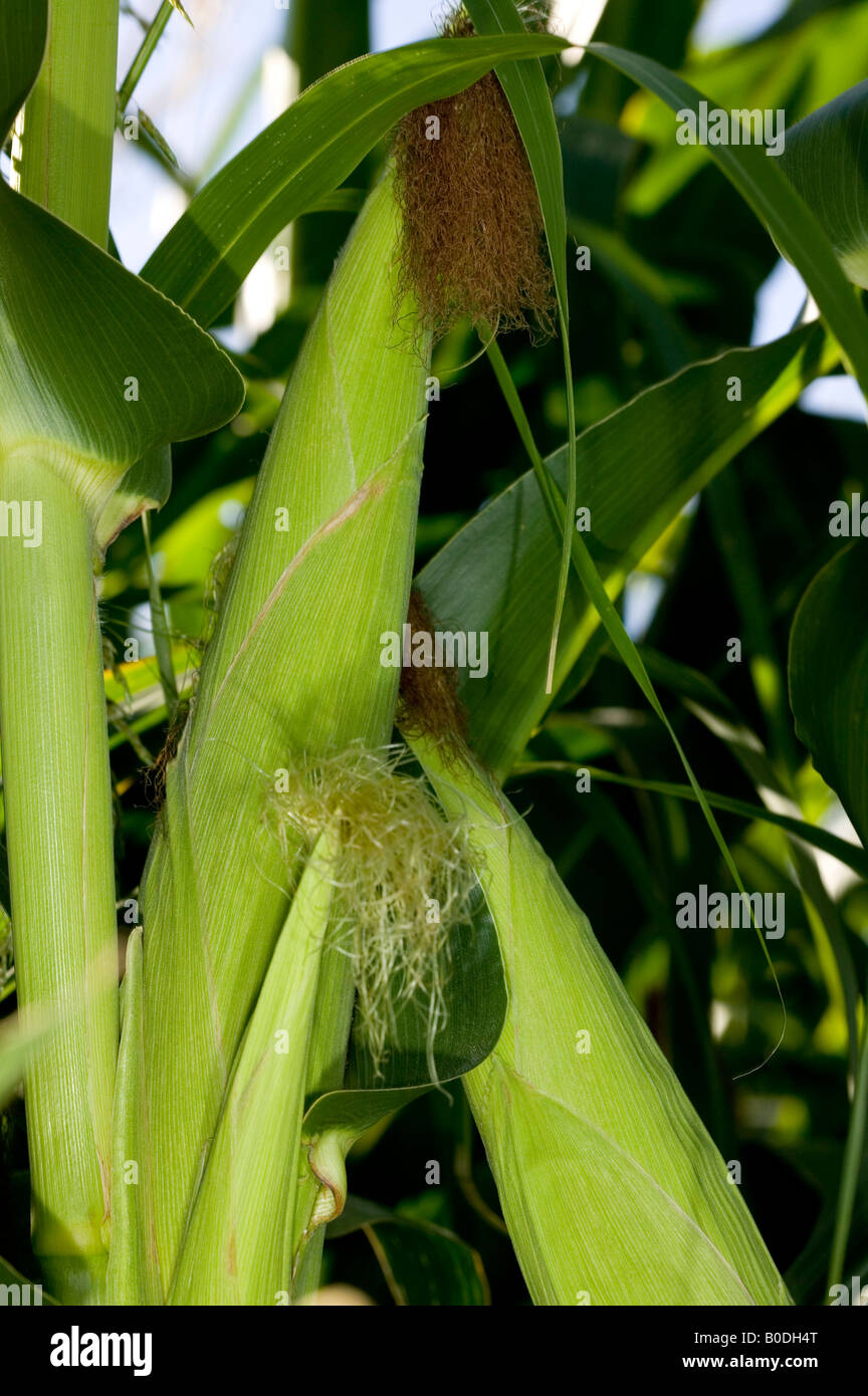 Feedstock hi-res stock photography and images - Alamy