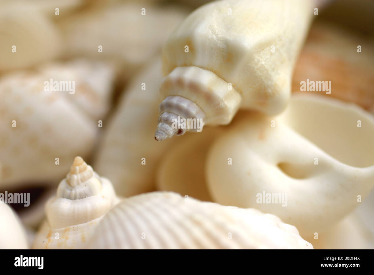 close up of white sea shells Stock Photo - Alamy