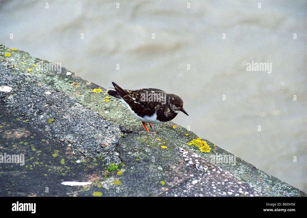 Turnstone on Marine Esplanade, near Brunswick Business Park, Liverpool ...