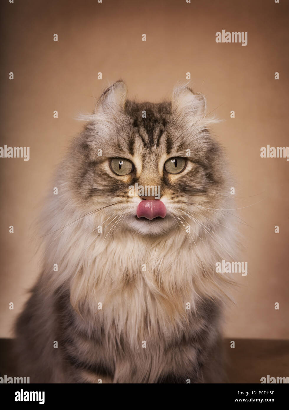 Beautiful Highlander cat portrait on cream Stock Photo - Alamy