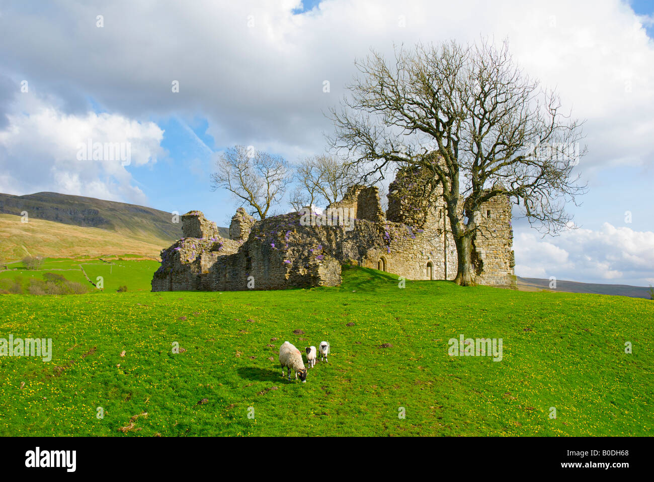 Sheep in front of ruins of Pendragon Castle, Mallerstang, Cumbria ...