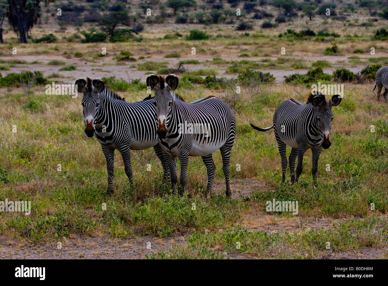 Grevy's Zebra, Hippotigris grevyi. GROUP Stock Photo - Alamy