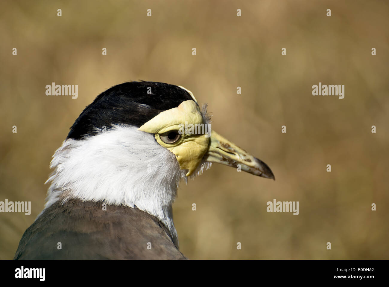 Masked plover bird hi-res stock photography and images - Alamy