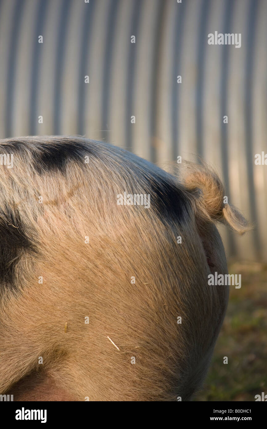 Gloucester Old Spot rump Stock Photo - Alamy