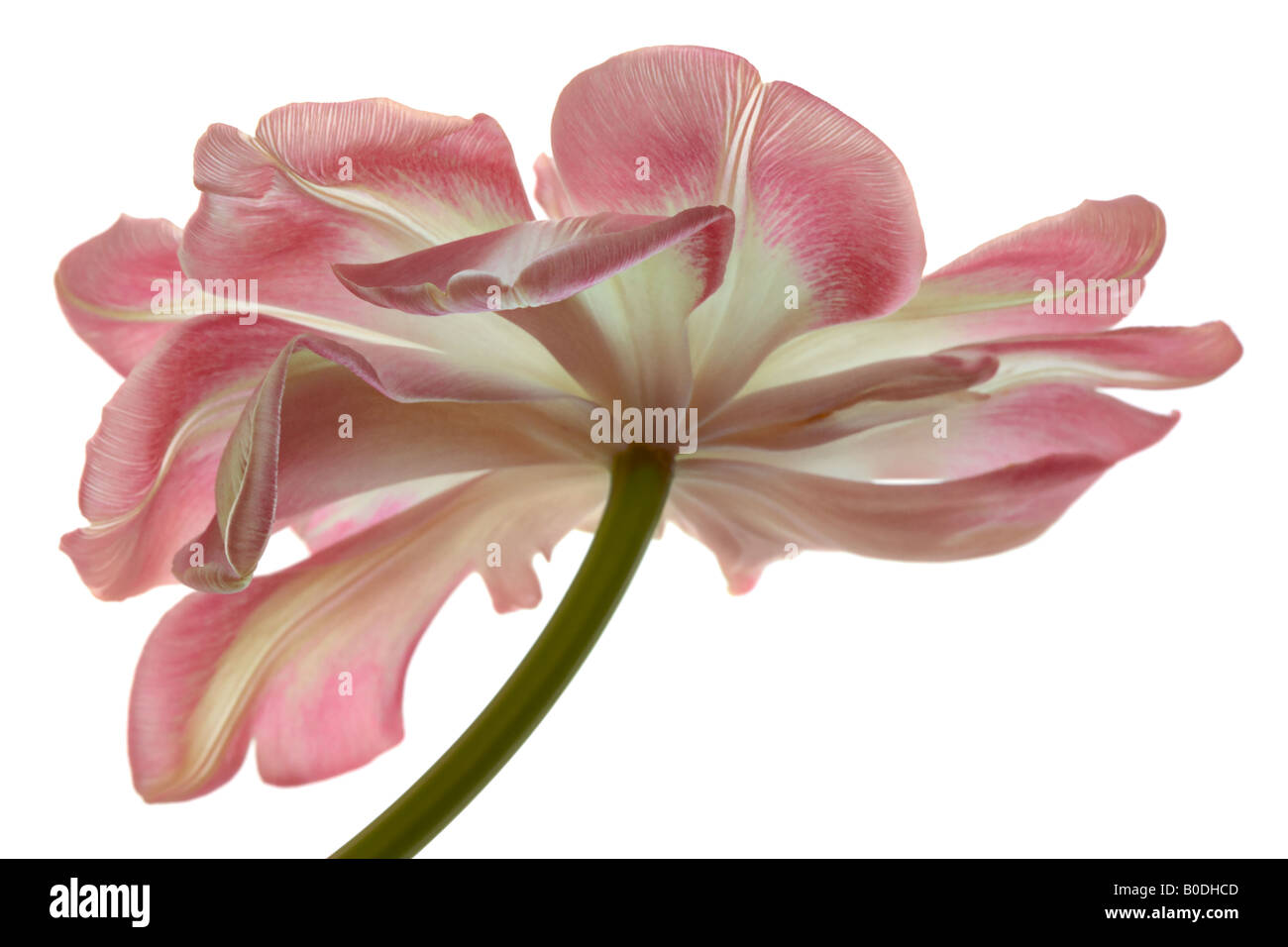 Fully open pink tulip against a white background Stock Photo - Alamy