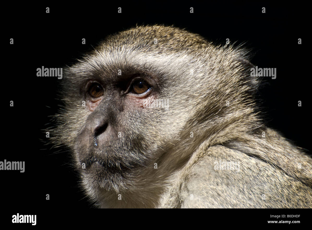 Green vervet Monkey Stock Photo - Alamy