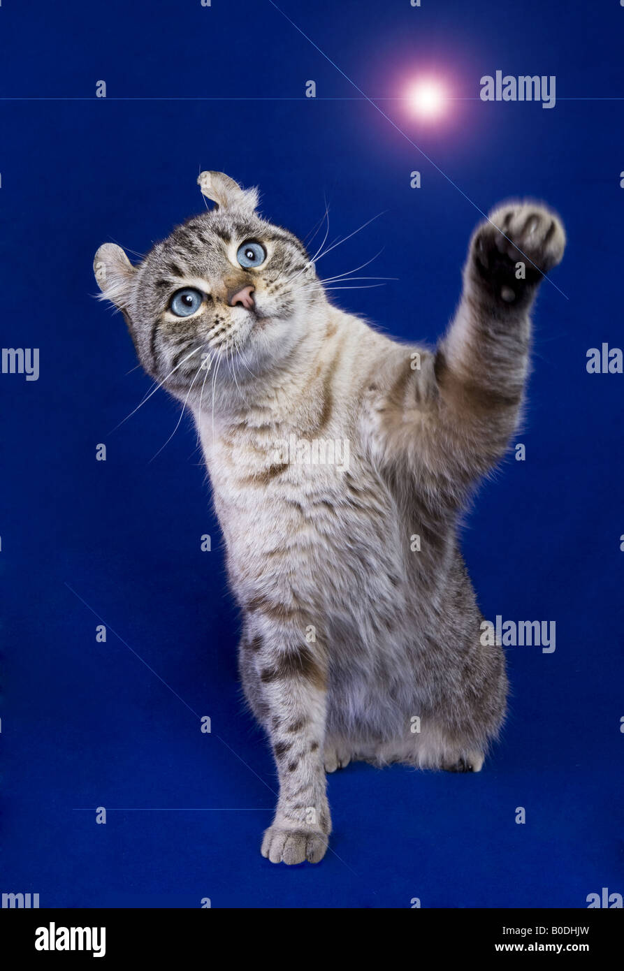 Highlander Cat on blue Stock Photo - Alamy