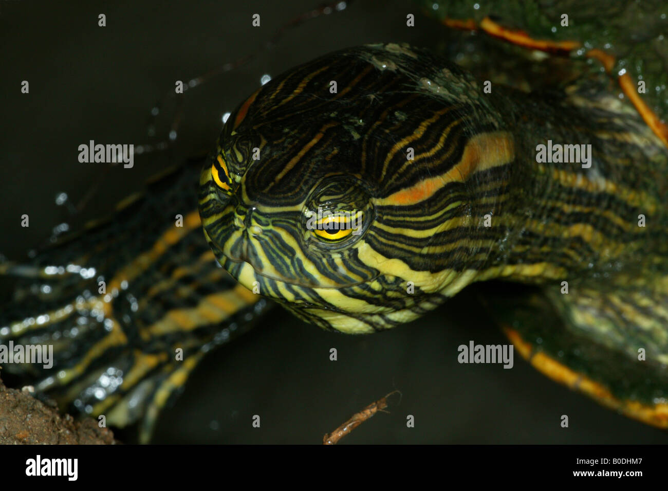 Red-eared Turtle in a pond in the rainforest of Metropolitan park ...