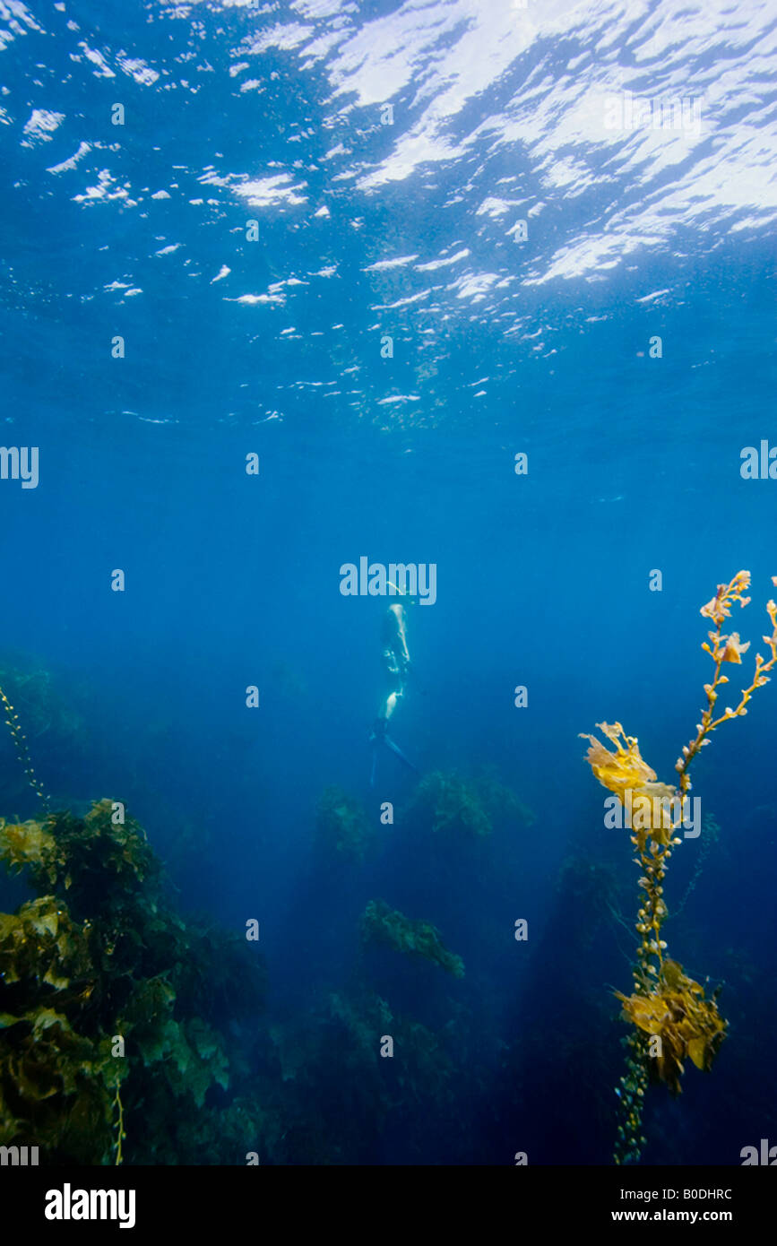 Free diver hunting for fish Stock Photo - Alamy