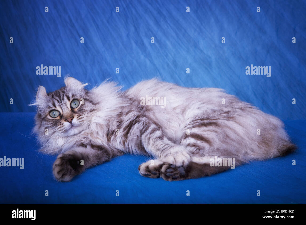 Highlander cat portrait on blue studio background Stock Photo - Alamy