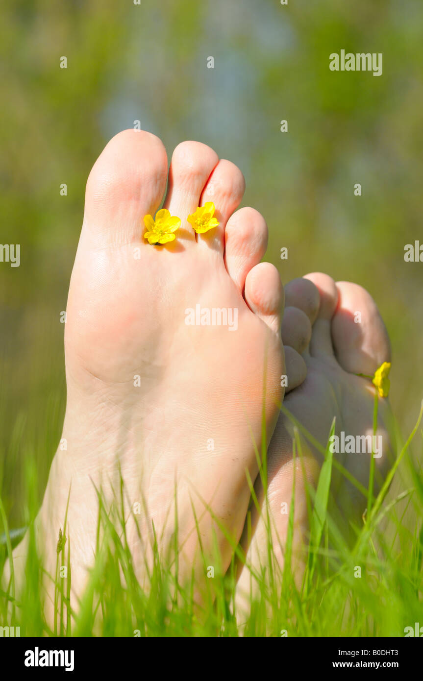 Toe toe flower hi-res stock photography and images - Alamy