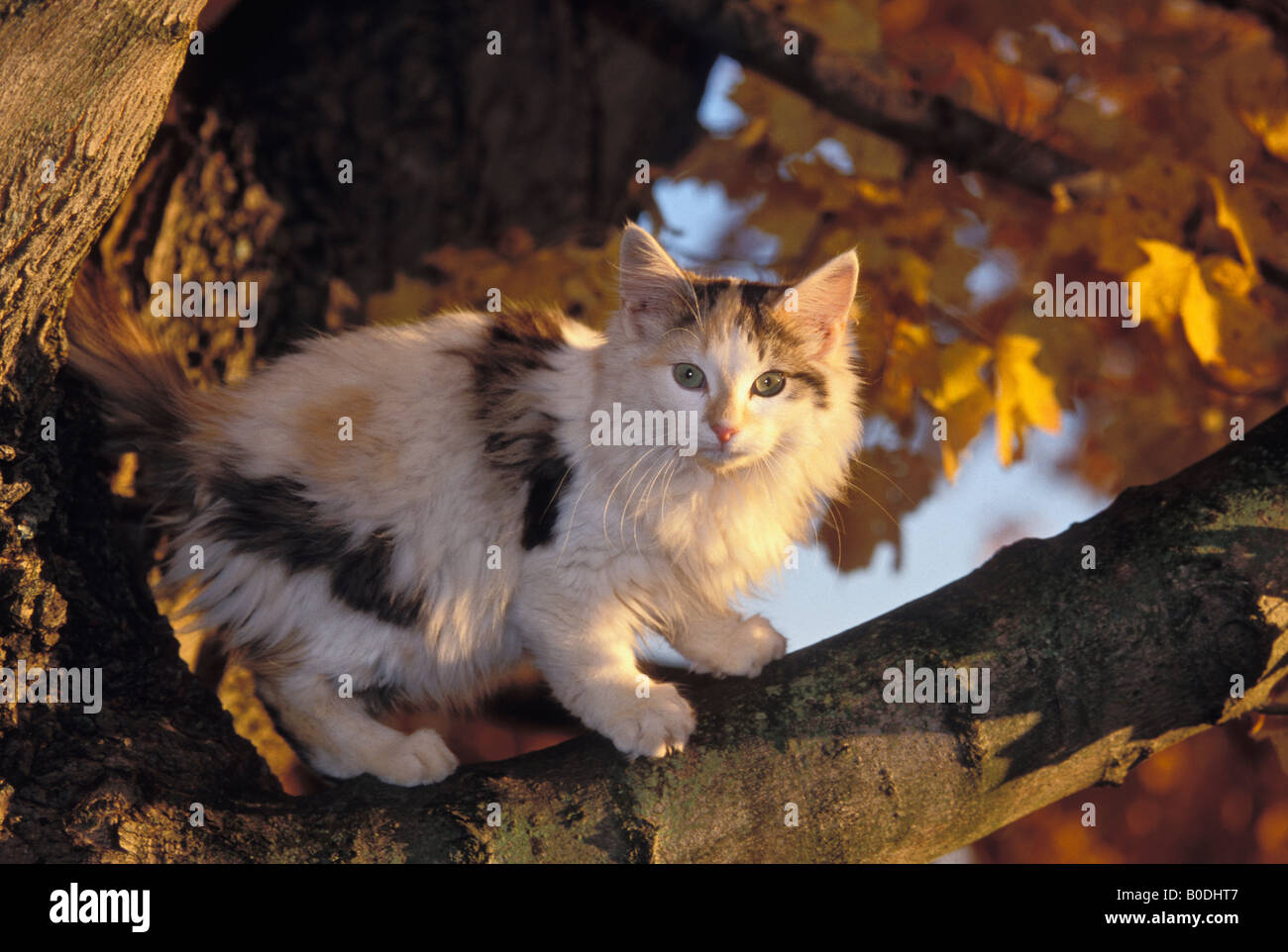Calico Cat on the Branch of a Autumn Maple Tree Stock Photo - Alamy
