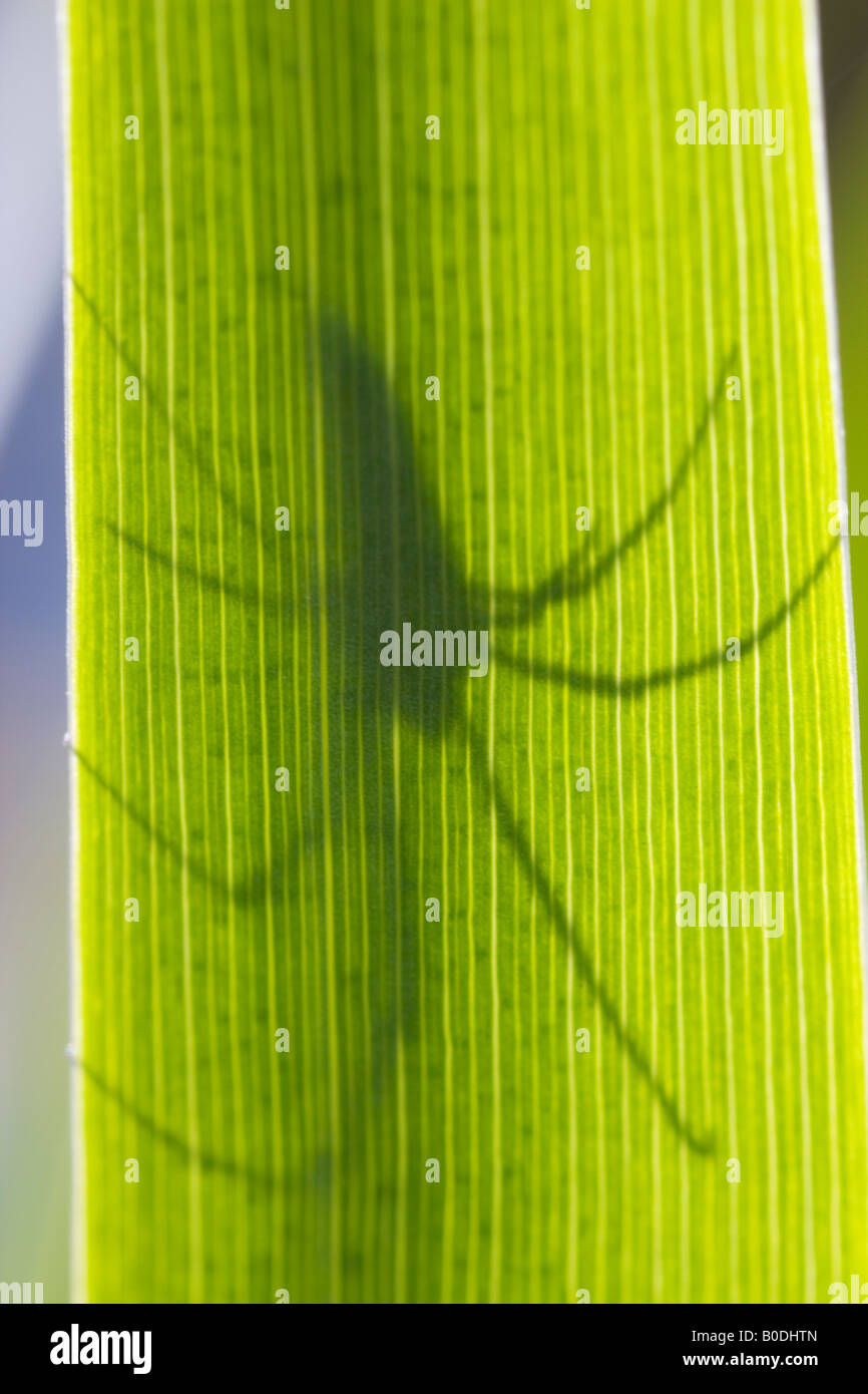 Flag spider hi-res stock photography and images - Alamy