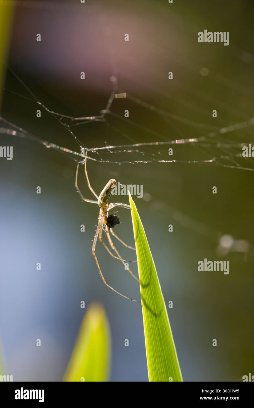 Spider sitting underneath a web on a flag iris leaf, just holding on to ...