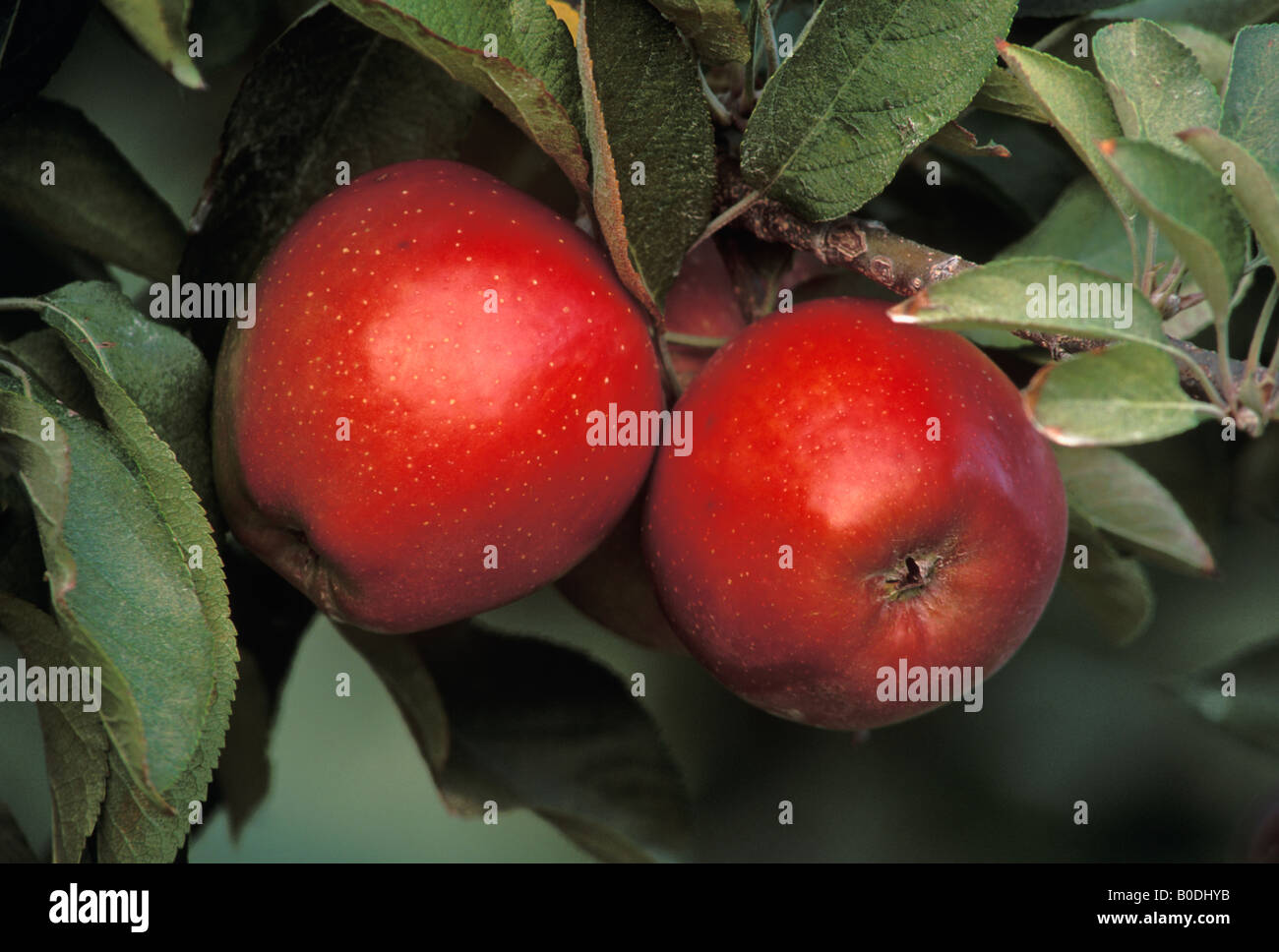 Apples Growing on Branch in Apple Tree Stock Photo - Alamy