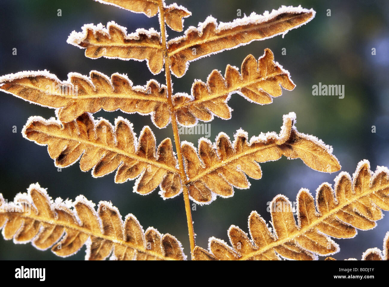 Frosty bracken fern in autumn Stock Photo - Alamy