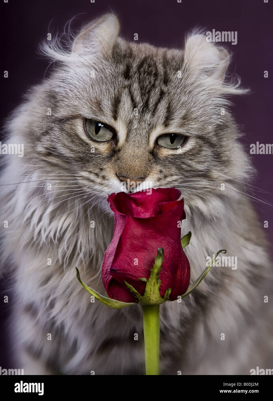 Highlander Cat Smelling Roses Stock Photo - Alamy