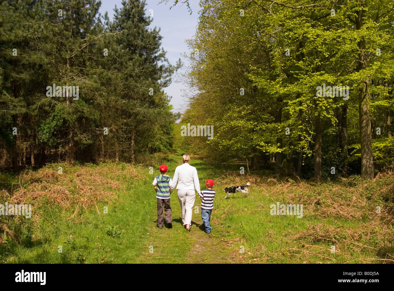 Family Going For A Walk At Dunwich Forest,Suffolk,Uk Stock Photo - Alamy