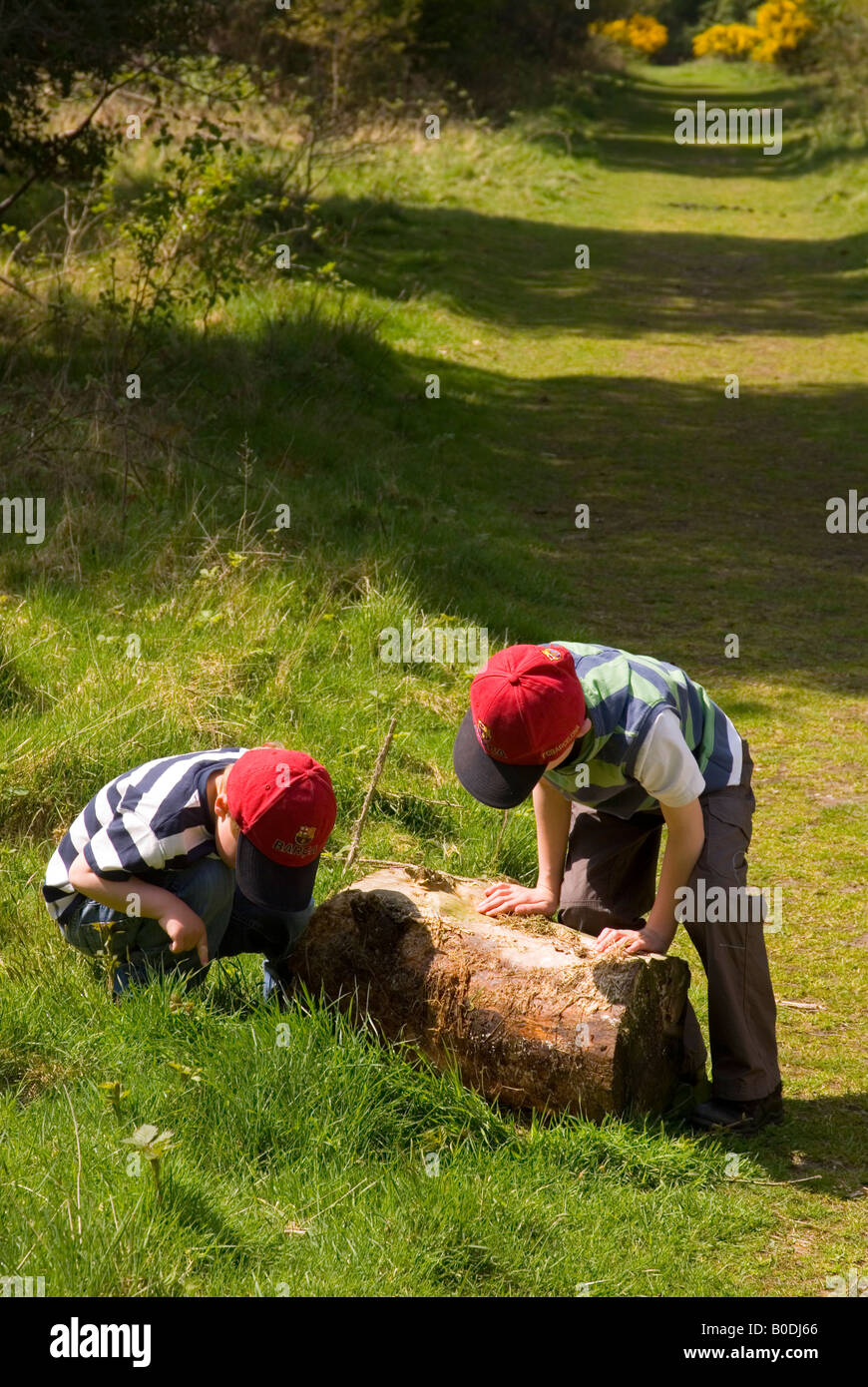 Two Boys Looking Under Logs For Creepy Crawlies At Dunwich Forest ...