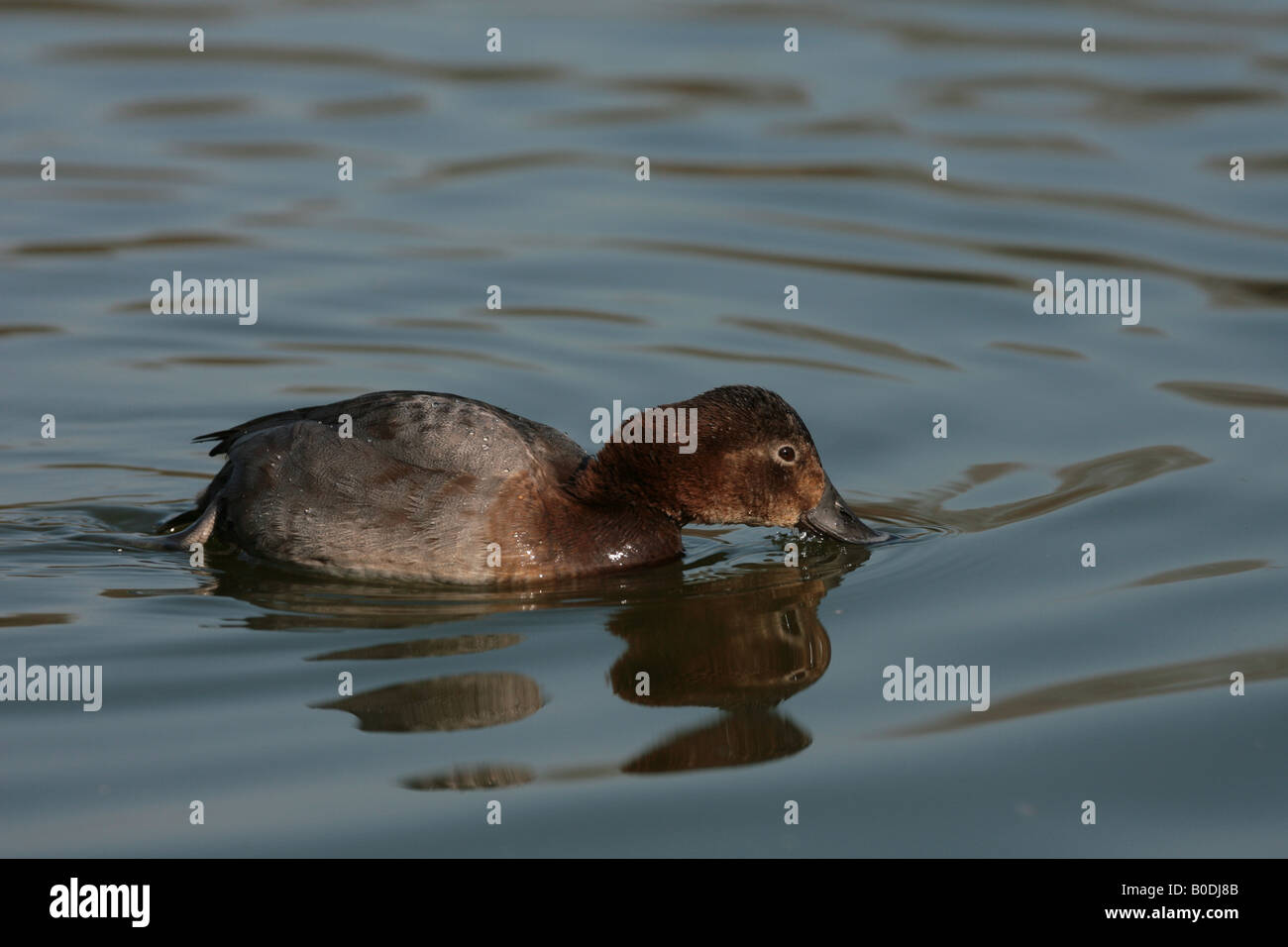 Female Pochard duck Stock Photo - Alamy