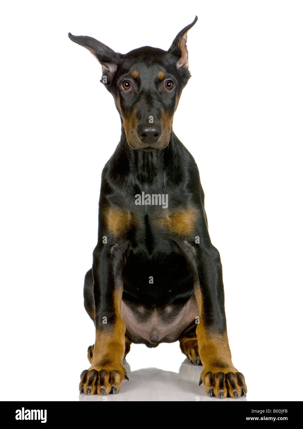 Doberman Pinscher in front of a white background Stock Photo - Alamy