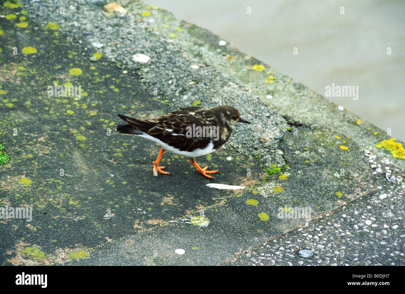 Turnstone on Marine Esplanade, near Brunswick Business Park, Liverpool ...