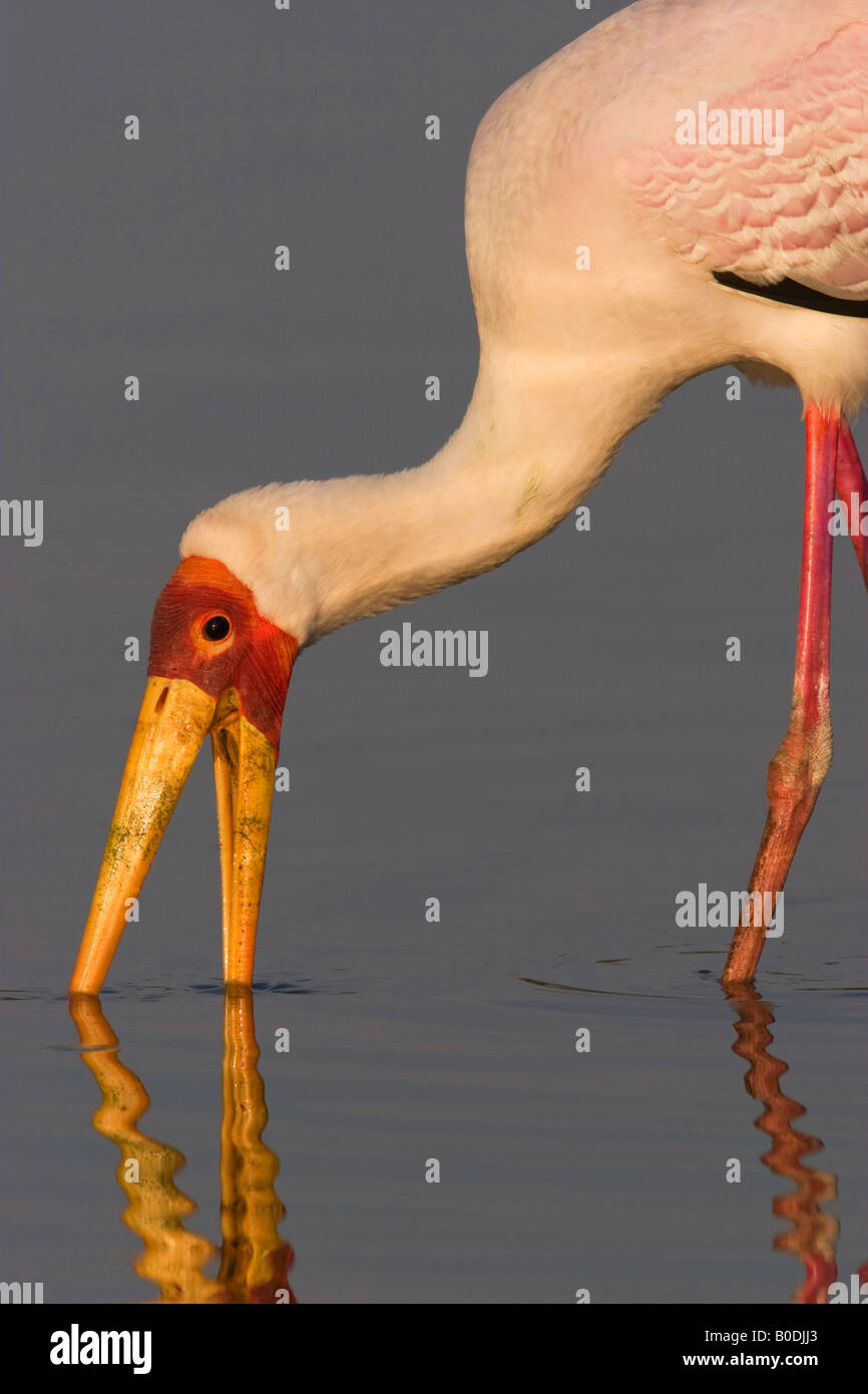 Yellow billed Stork close-up, looking for fish Stock Photo - Alamy