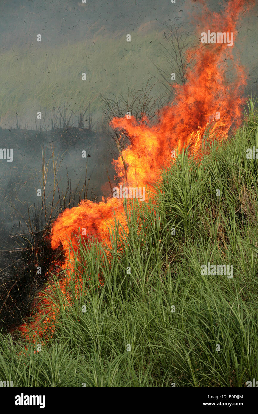 Burn consuming hi-res stock photography and images - Alamy
