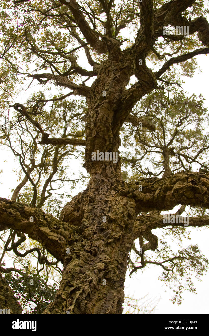 Cork tree hi-res stock photography and images - Alamy