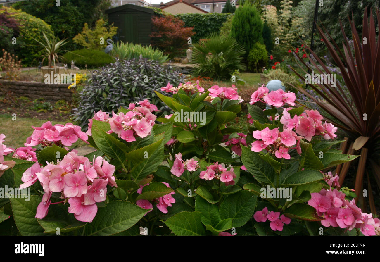 Pink flowers in a private garden Stock Photo - Alamy