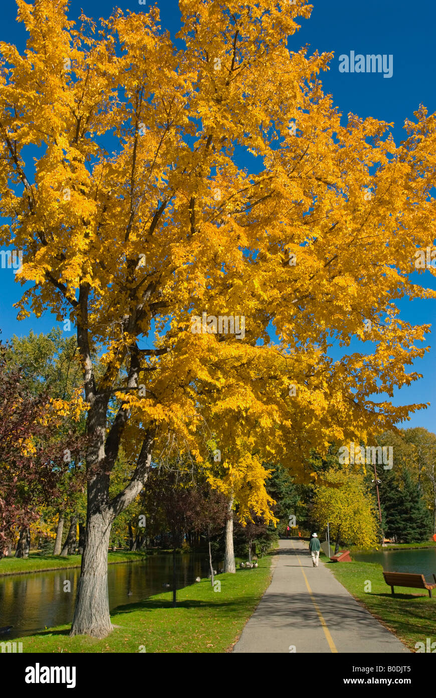 City Park in fall Stock Photo - Alamy