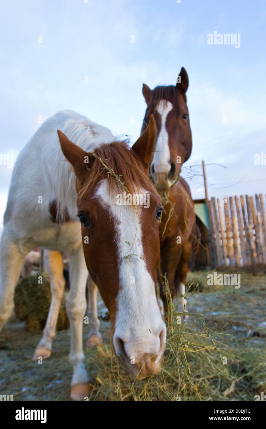 Closeup of a horse eating hay Stock Photo - Alamy