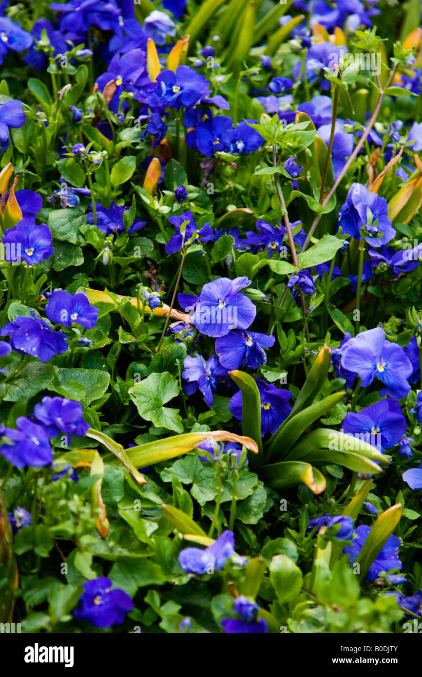 Cluster clump hi-res stock photography and images - Alamy