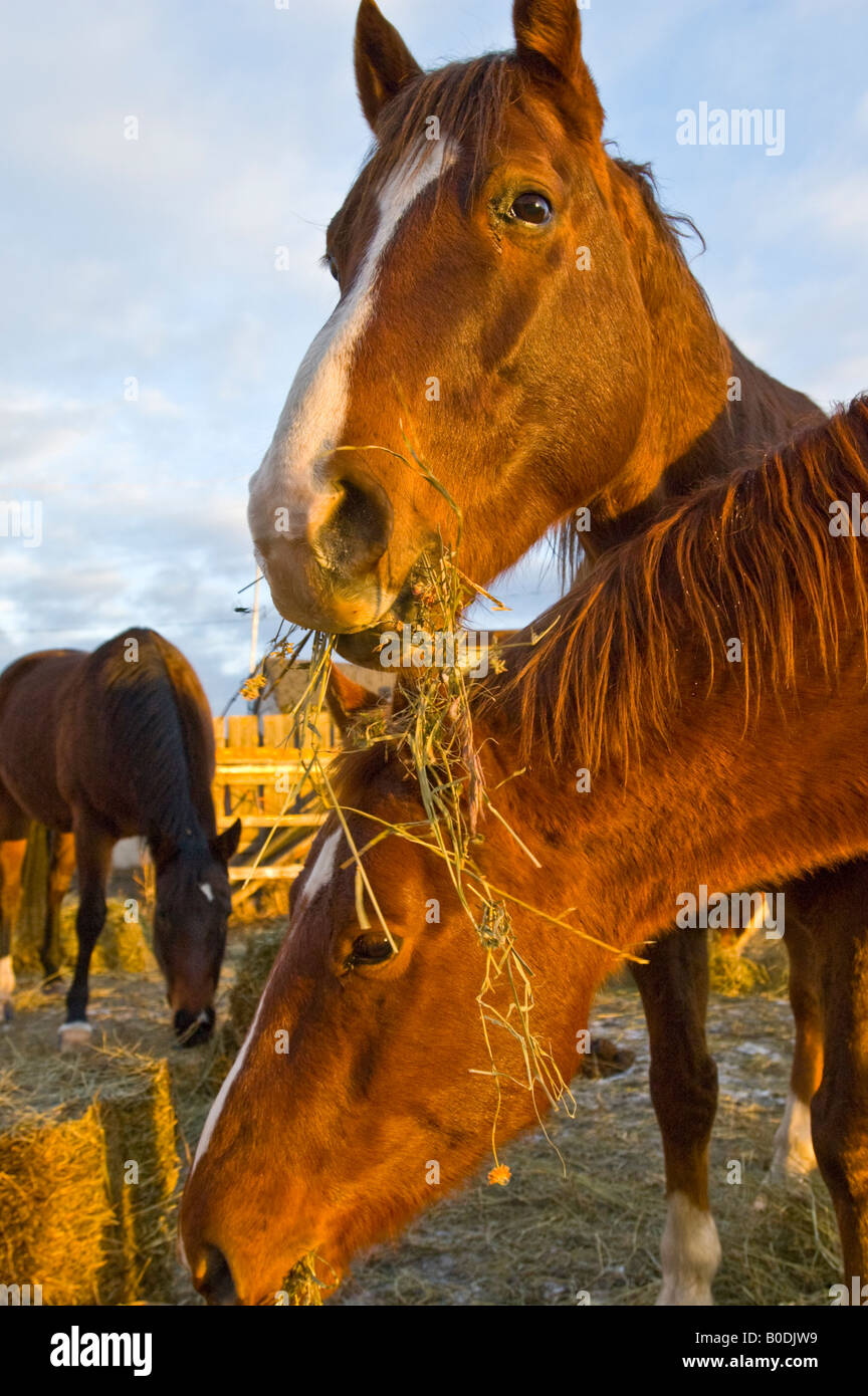 Two horses eating hay in winter Stock Photo - Alamy