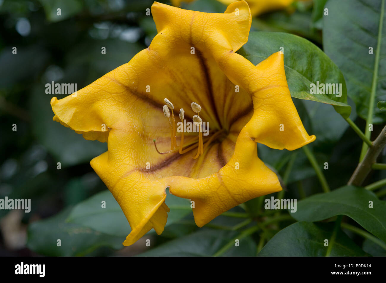 Solandra maxima flowers hi-res stock photography and images - Alamy