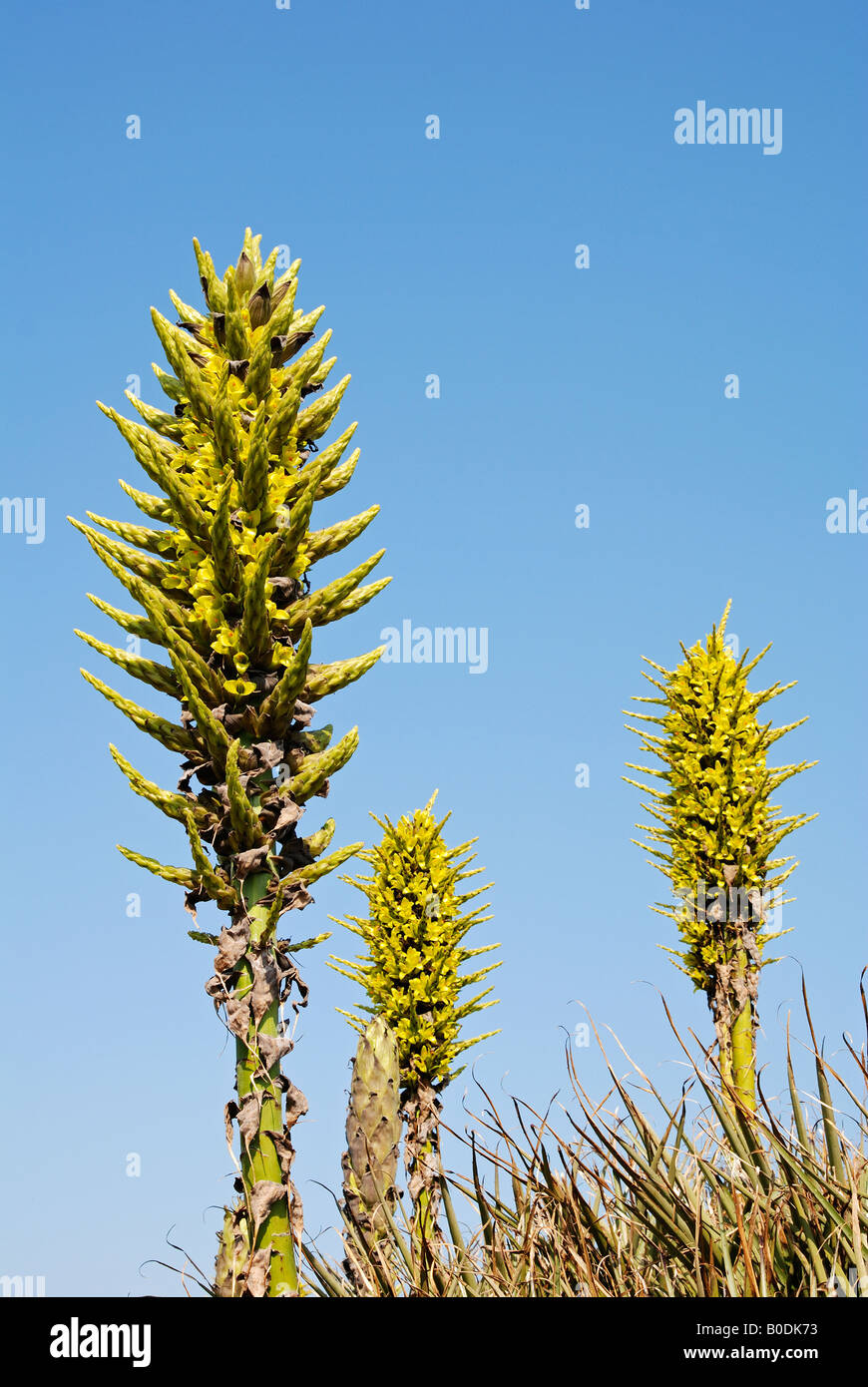 Puya chilensis hi-res stock photography and images - Alamy